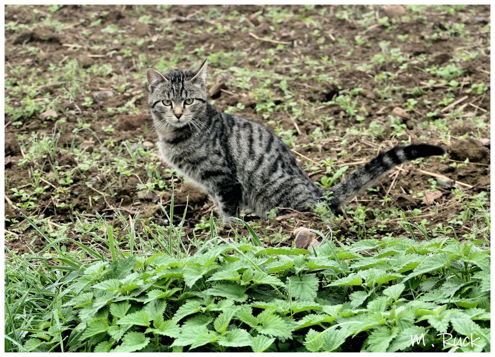 Auch dieses Jungtier hat mich in ihrem Blick Foto & Bild | tiere, haustiere, katzen Bilder auf ...