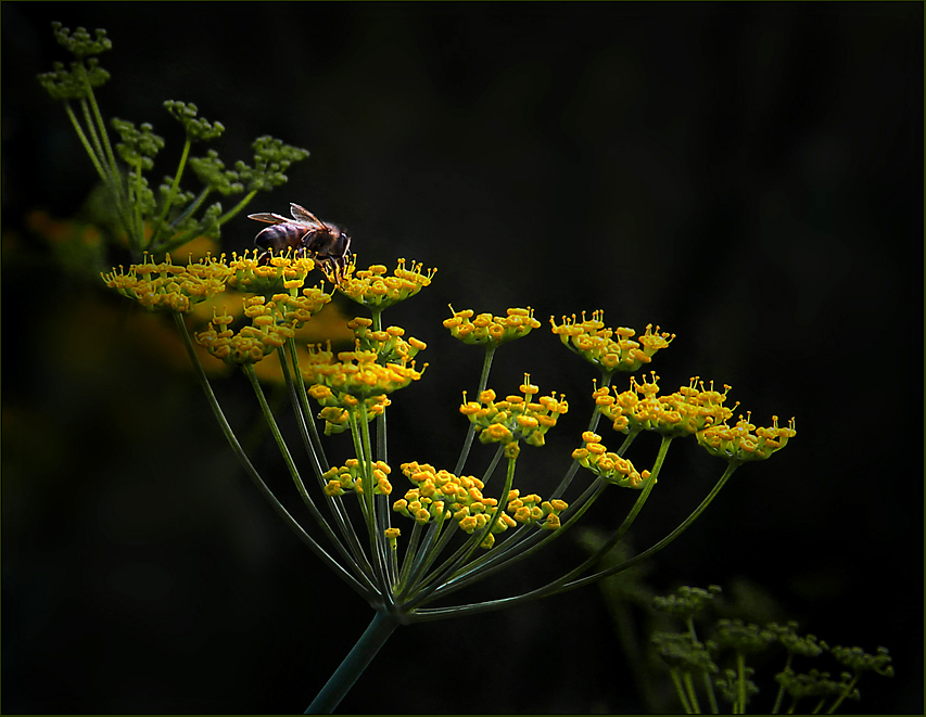 Auch Dill-Blüten ... Foto & Bild | pflanzen, pilze & flechten, blüten ...