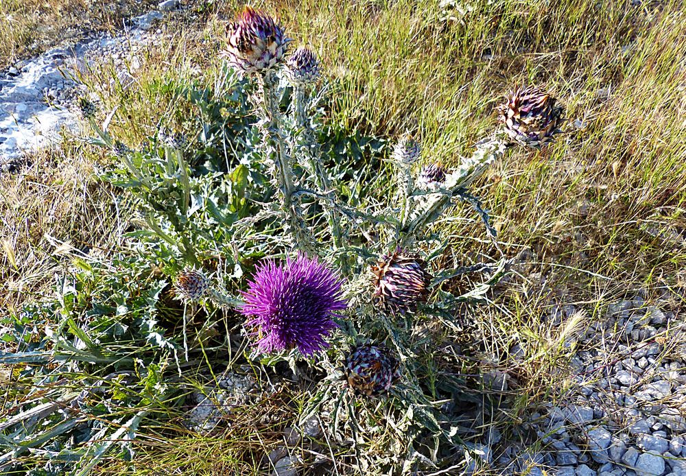 Auch Disteln können schön sein Foto & Bild | pflanzen, pilze & flechten ...