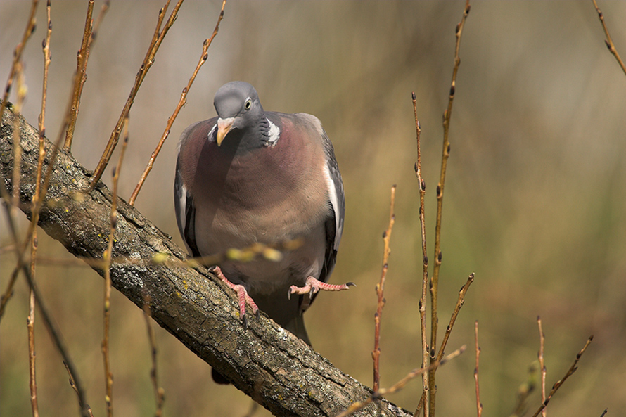 auch durch Wildtauben Foto & Bild | tiere, wildlife, wildlife: sonstige ...