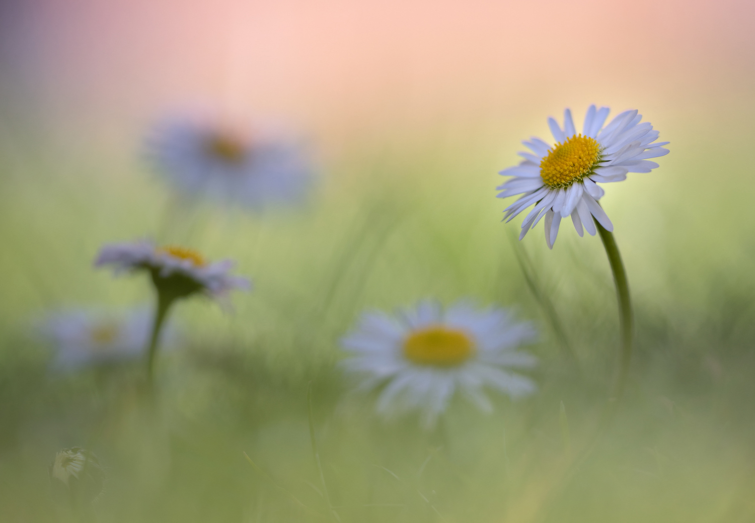 auch ein Gänseblümchen kann entzücken Foto & Bild | fotos, sommer ...