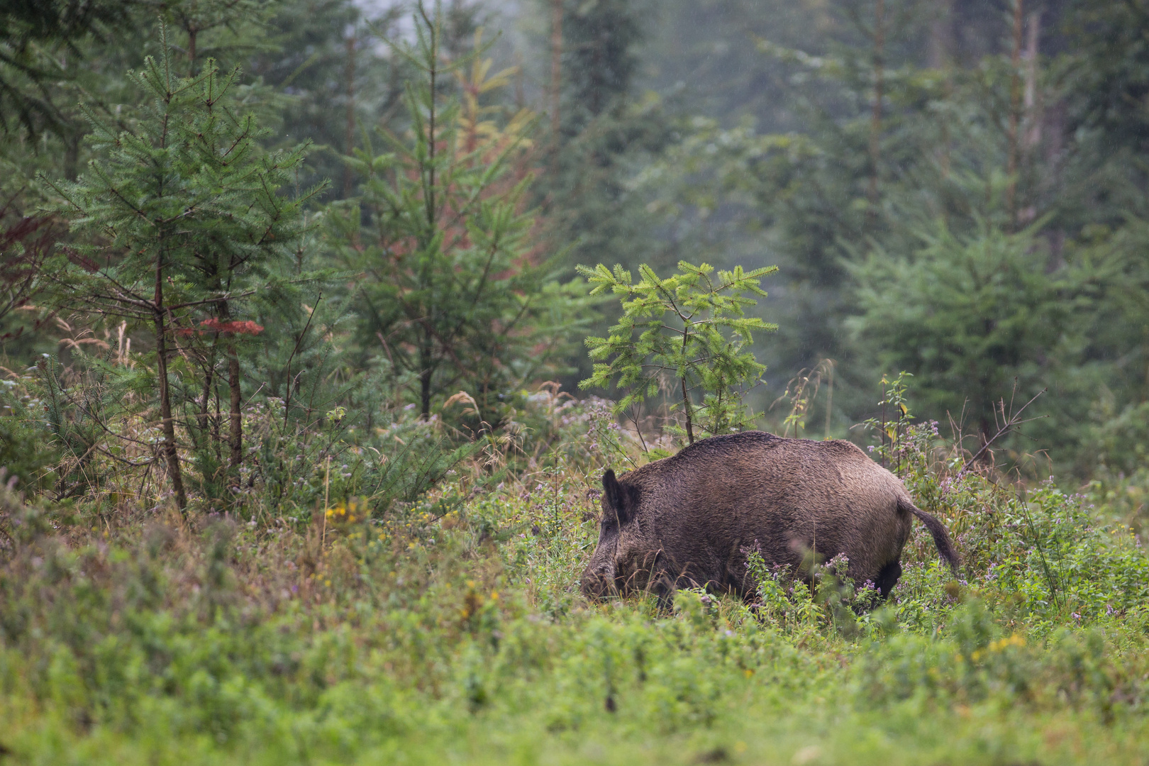 Auch ein kapitaler Keiler... Foto & Bild | tiere, wildlife, säugetiere ...