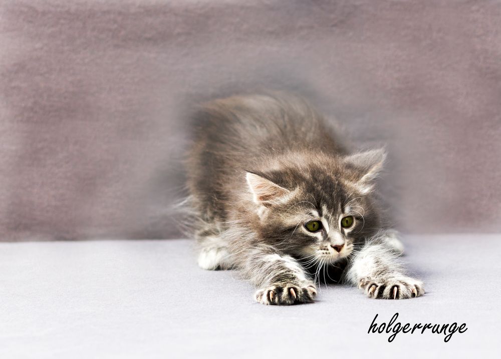 auch ein kleiner Kater Foto & Bild | tiere, haustiere, katzen Bilder auf fotocommunity