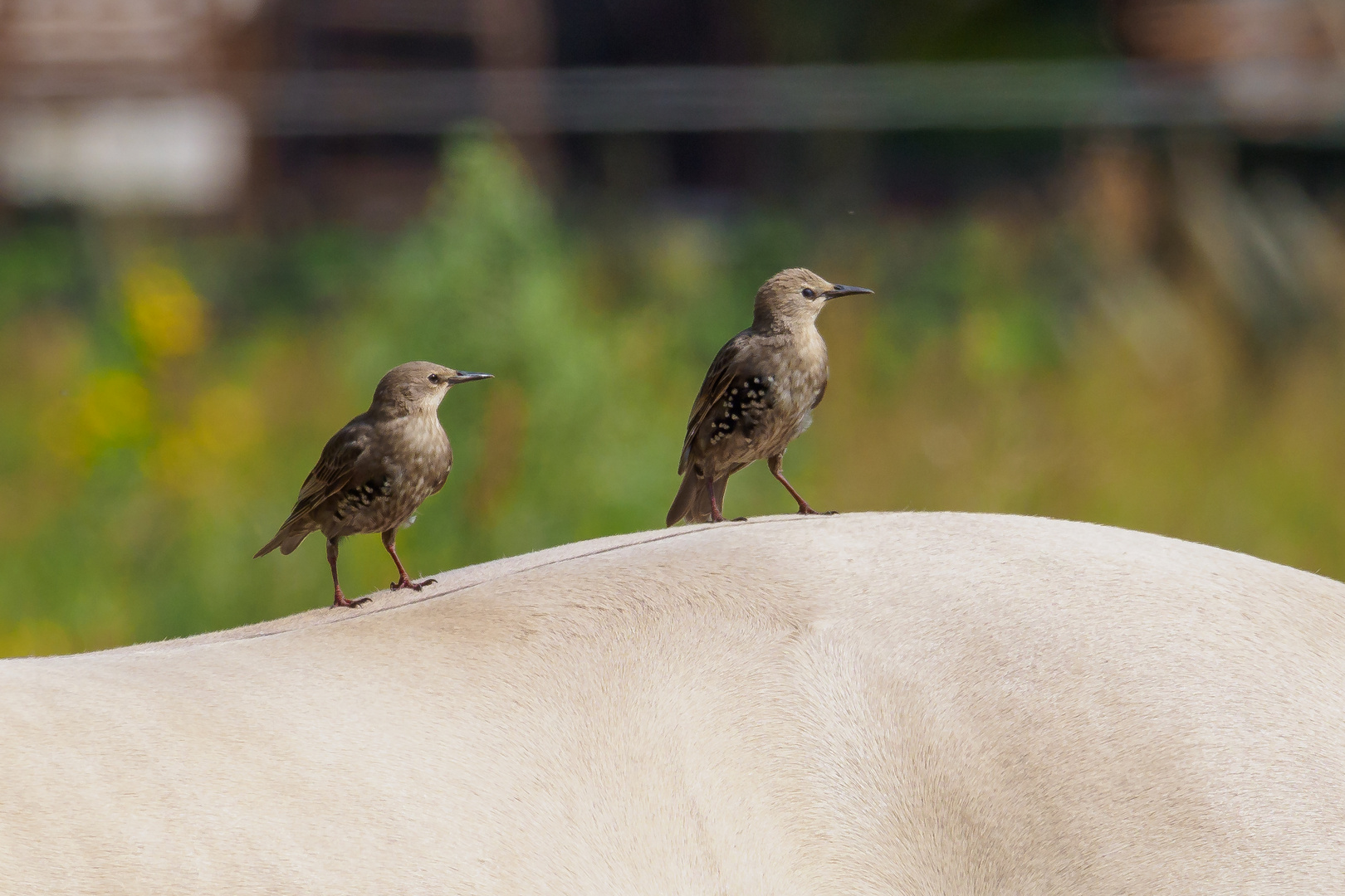 Auch ein Pferderücken kann entzücken Foto & Bild | world, brandenburg ...