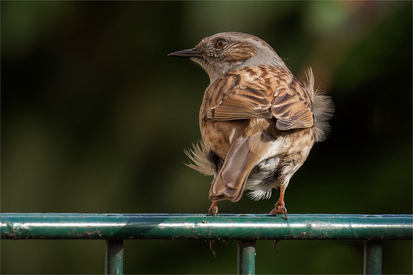 auch ein Rücken kann entzücken ..... Foto & Bild | tiere, wildlife ...