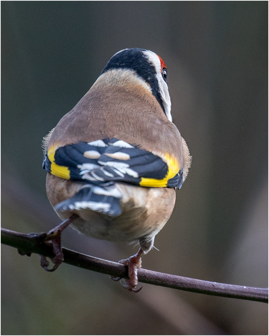 auch ein Rücken kann entzücken ..... Foto & Bild | tiere, wildlife ...