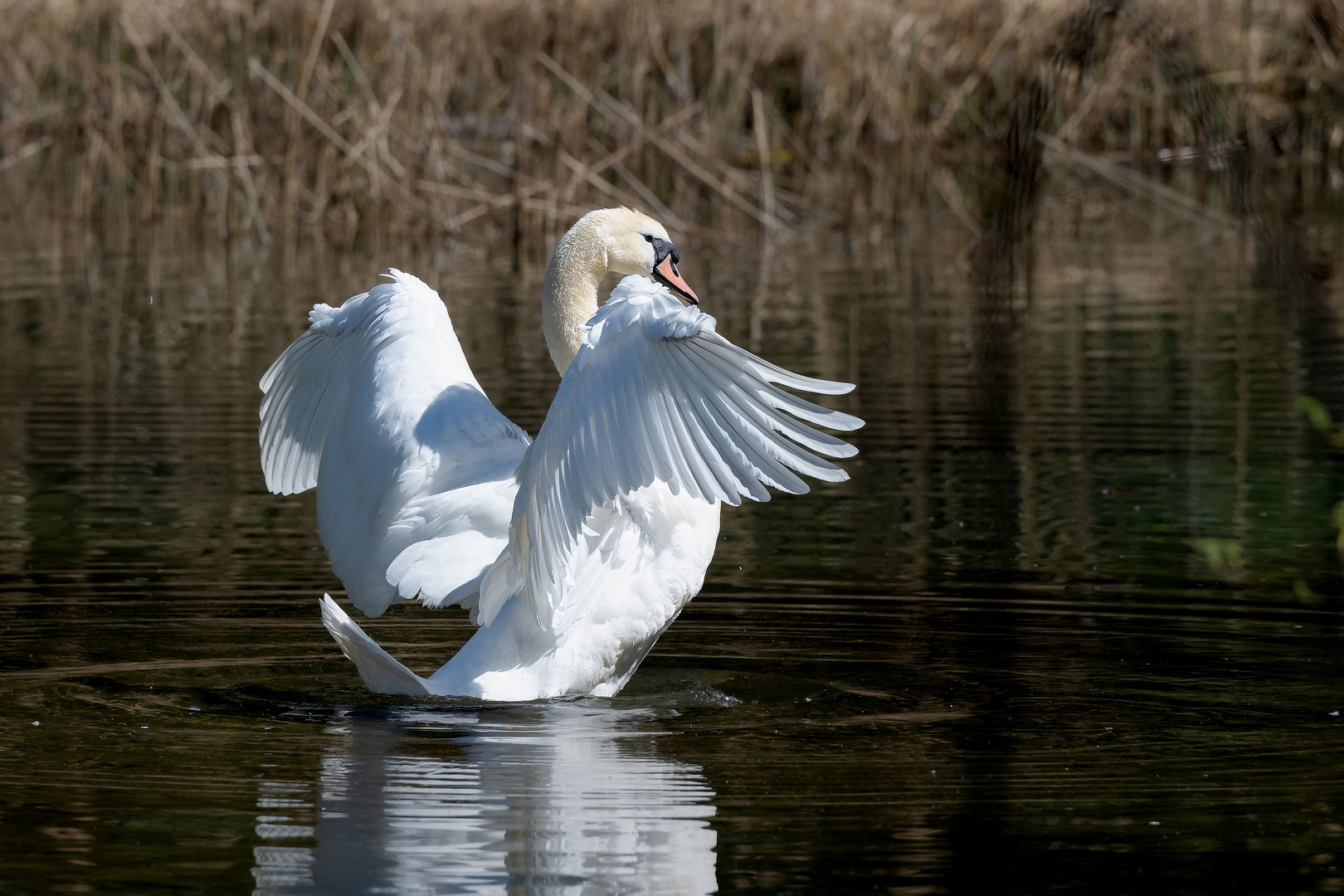 Auch ein Rücken kann entzücken Foto & Bild | tiere, wildlife, wild ...