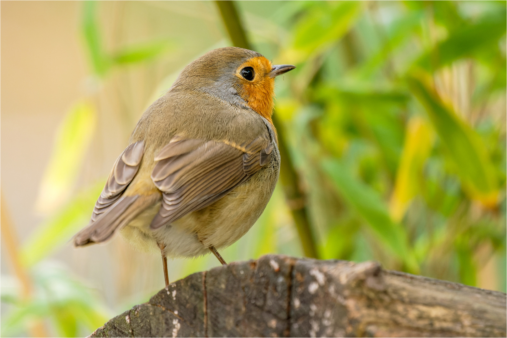 auch ein Rücken kann entzücken ..... Foto & Bild | tiere, wildlife ...
