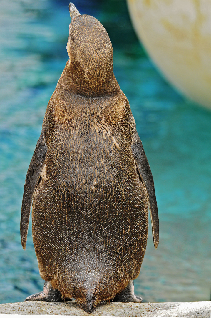 Auch ein Rücken kann entzücken..... Foto & Bild | tiere, zoo, wildpark ...