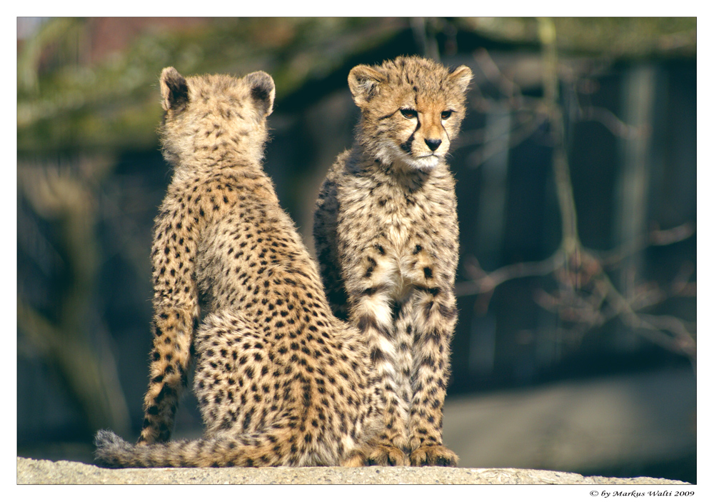 Auch ein Rücken kann entzücken... Foto & Bild | tiere, zoo, wildpark ...