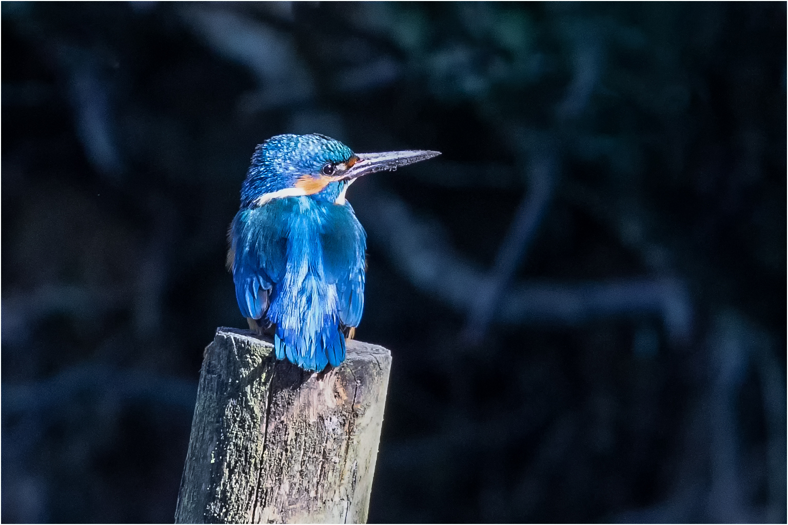 auch ein Rücken kann entzücken ..... Foto & Bild | tiere, wildlife ...