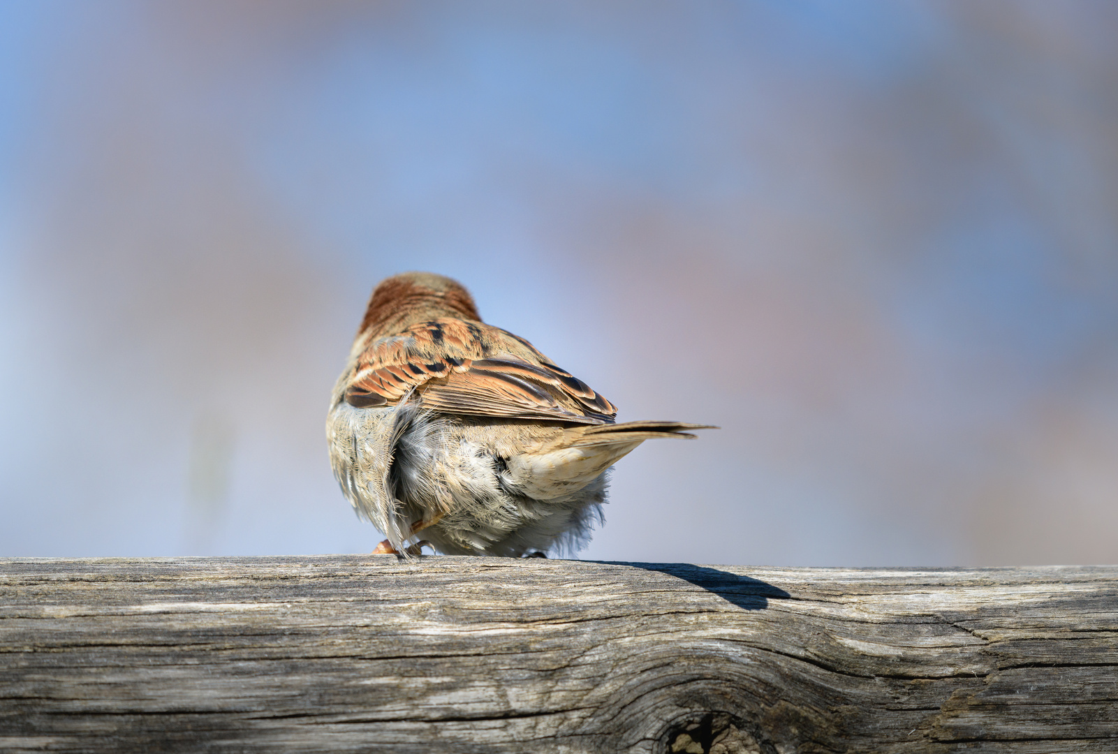 Auch ein Rücken kann entzücken... Foto & Bild | tiere, zoo, wildpark ...