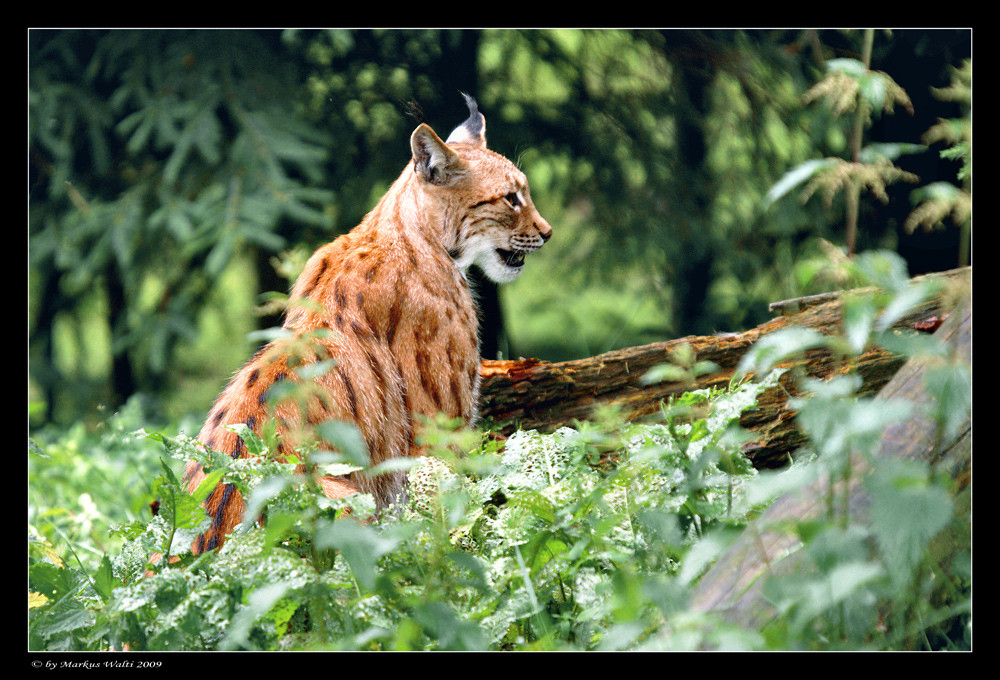 Auch ein Rücken kann entzücken..... Foto & Bild | tiere, zoo, wildpark ...