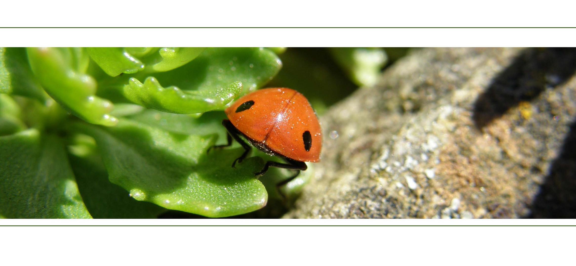 auch ein schöner Rücken kann entzücken Foto & Bild | tiere, wildlife ...