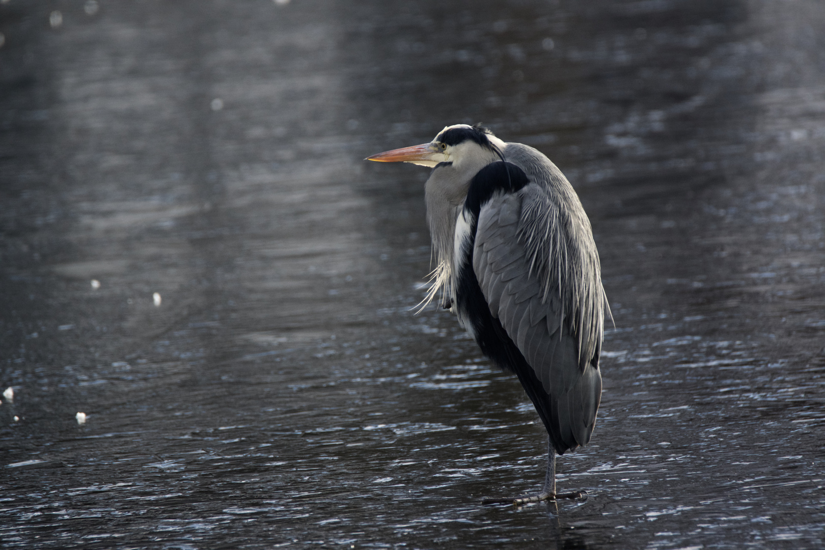 Auch ein schöner Rücken kann entzücken................... Foto & Bild ...
