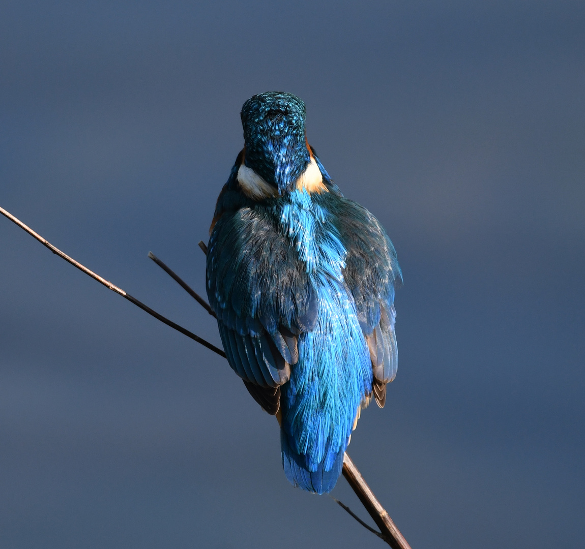 Auch ein schöner Rücken kann entzücken! Foto & Bild | natur Bilder auf ...