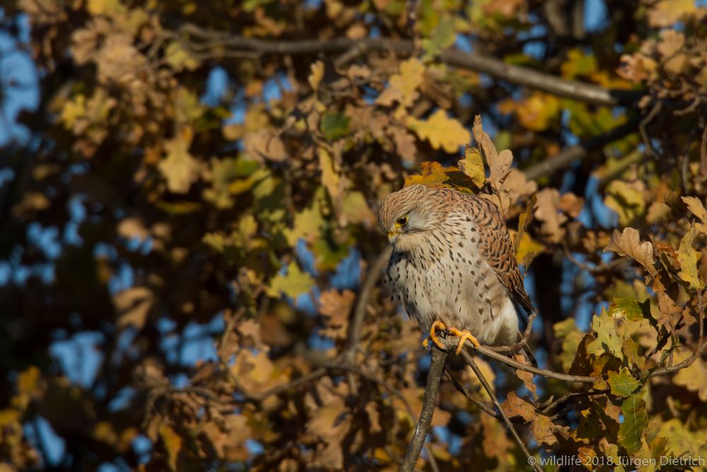 auch ein Suchbild (1.) Foto & Bild | tiere, wildlife, wild lebende ...