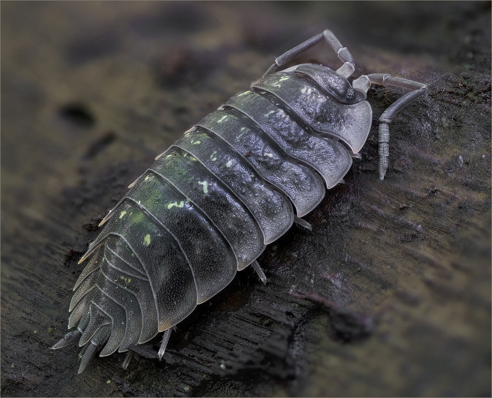 Auch eine Assel.. Foto & Bild | natur, tiere, assel Bilder auf fotocommunity