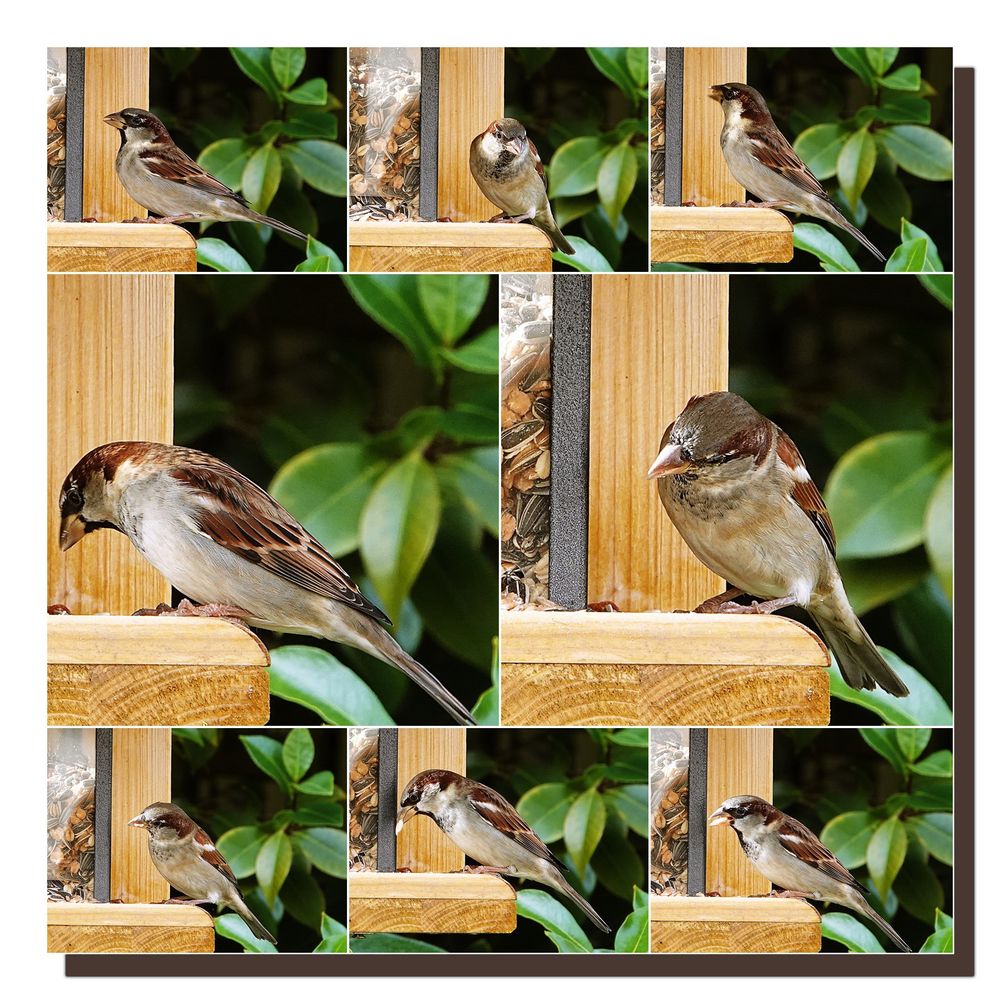 auch für den Spatz, ist das hier ein Futterplatz Foto & Bild | natur ...