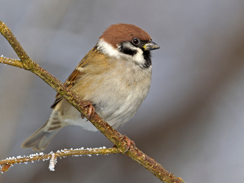 Auch für Feldspatzen..... Foto & Bild | tiere, wildlife, wild lebende ...