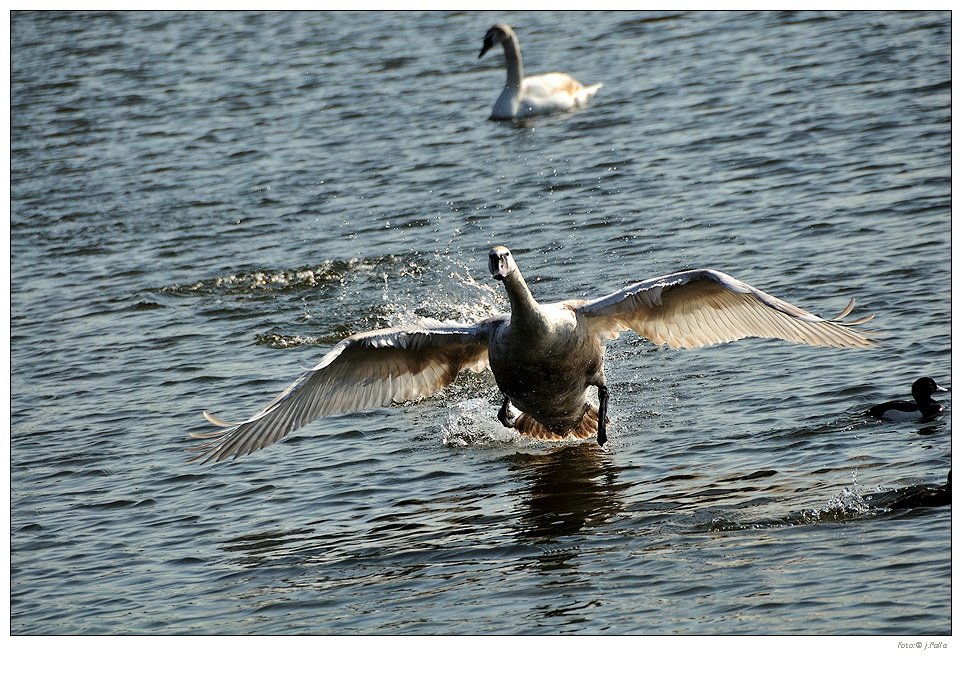 Auch heute Foto & Bild | tiere, wildlife, wild lebende vögel Bilder auf ...