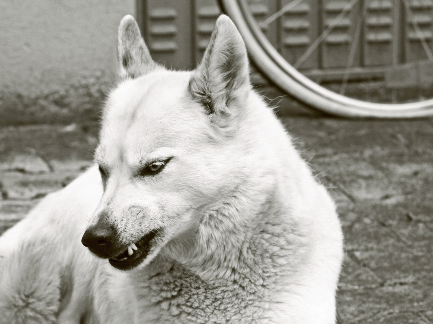 AUCH ICH BIN MANCHMAL GENERVT!!!! Foto & Bild | archiv - kritik am bild ...