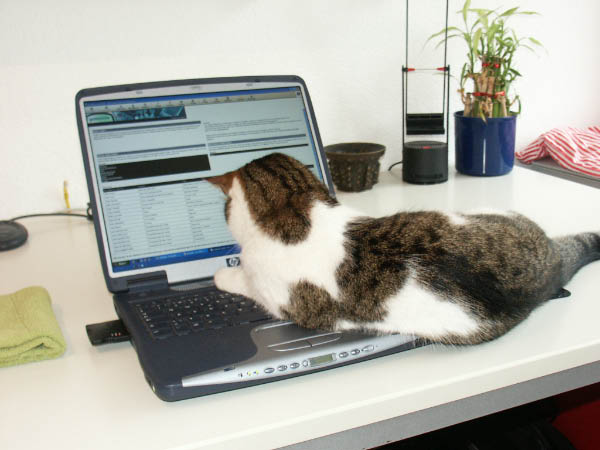 Auch ich kann nicht schreiben... Foto & Bild | tiere, haustiere, katzen ... Auch ich kann nicht schreiben... Foto & Bild | tiere, haustiere, katzen ...