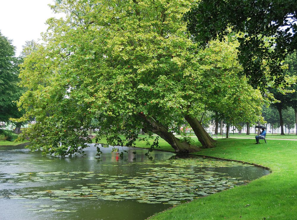 ...auch im Regen Foto & Bild | landschaft, garten- & parklandschaften ...
