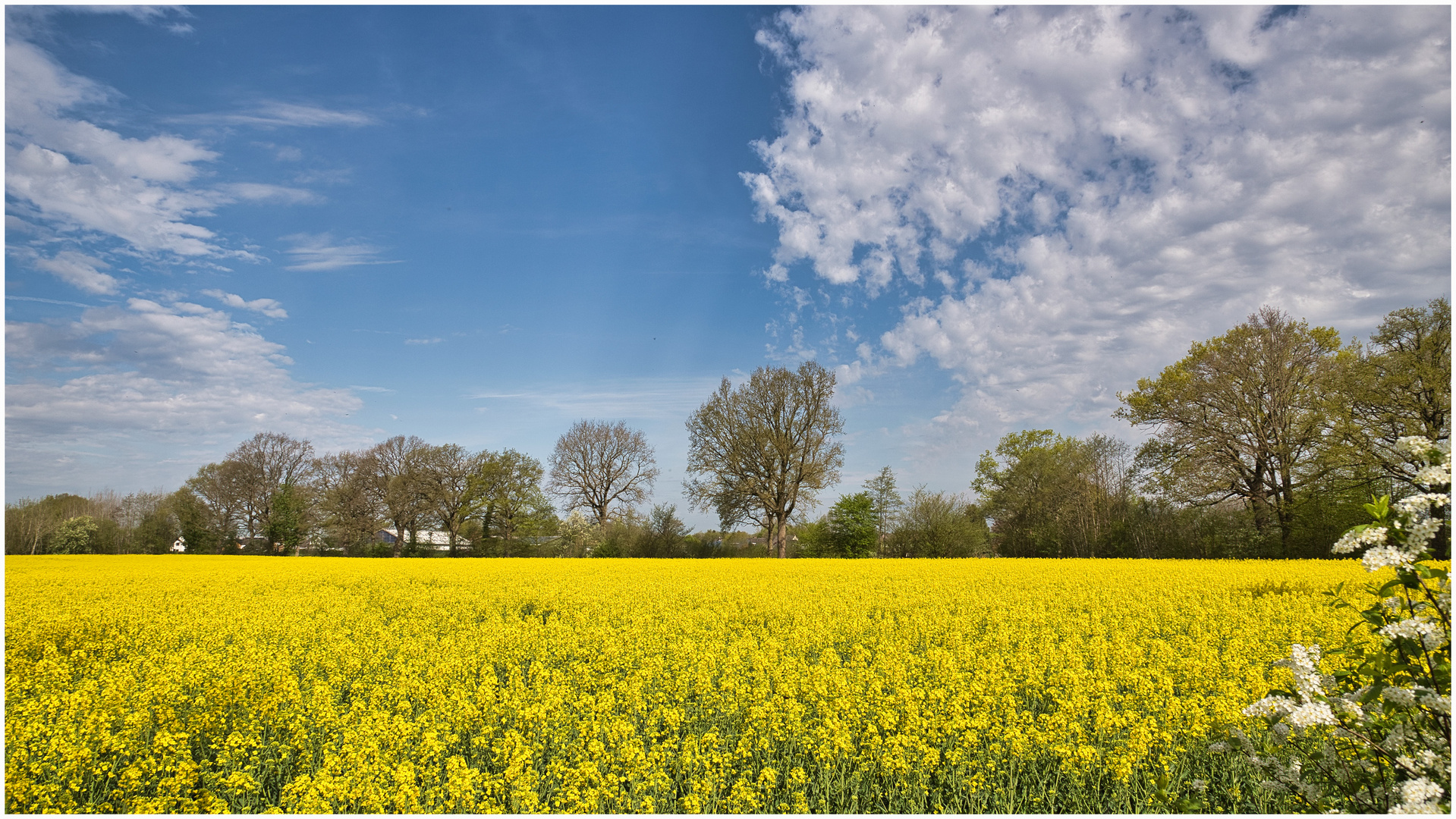 auch in meinem Dorf gibt es Rapsfelder Foto & Bild | world, frühling ...