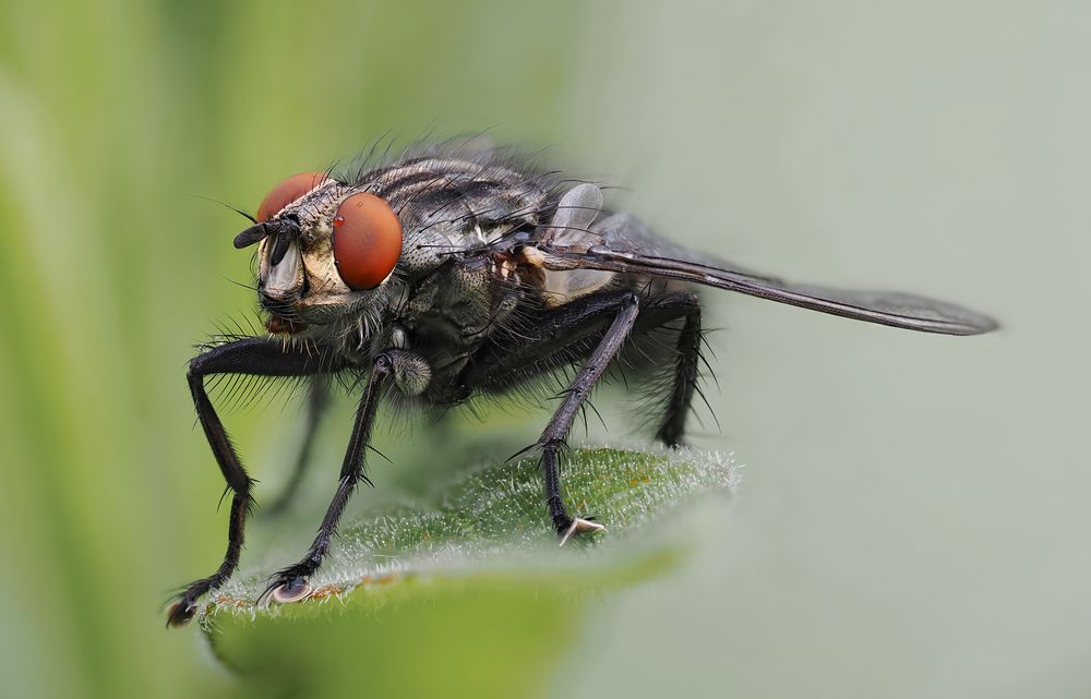 Auch mal ne Fliege Foto & Bild | tiere, wildlife, insekten Bilder auf ...