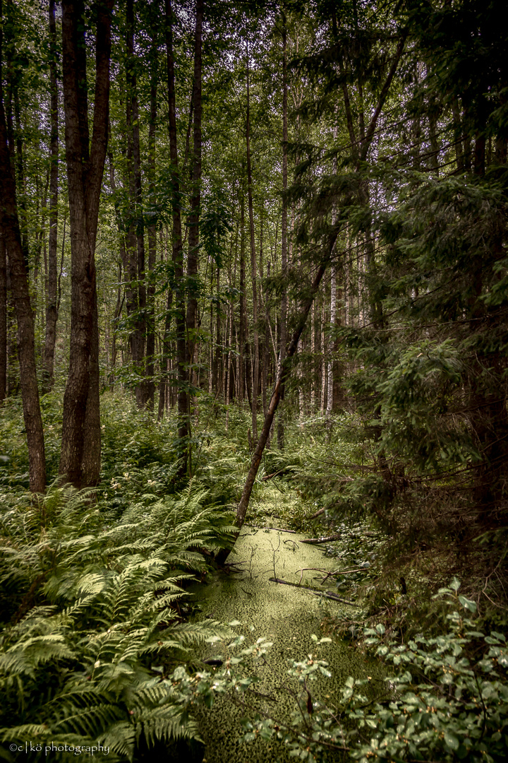 auch Moorlandschaft in Estland - Soomaa NationalPark Foto & Bild ...