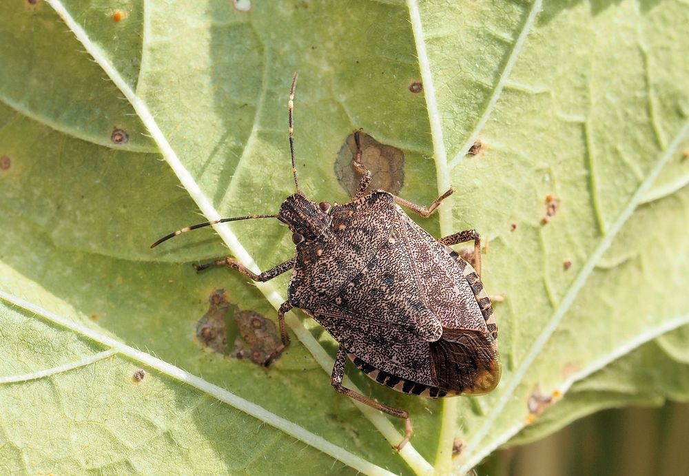 Auch noch unterwegs die Wanzen .. Foto & Bild | natur, insekt, insekten ...