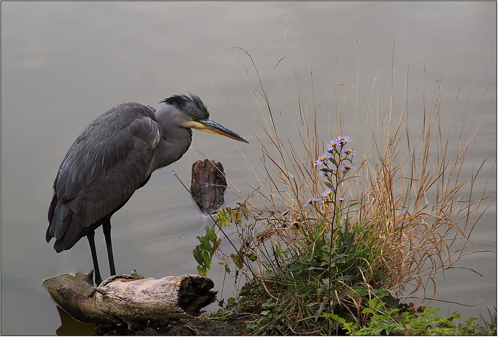 Auch Reiher... Foto & Bild | tiere, wildlife, wild lebende vögel Bilder ...