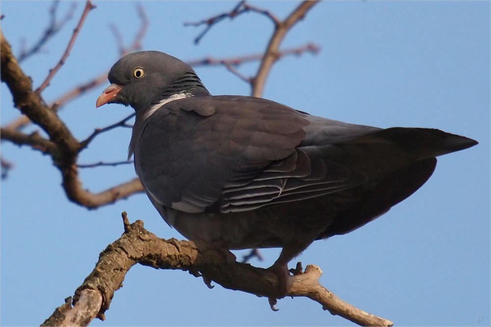 auch ringeltauben... Foto & Bild | tiere, wildlife, wild lebende vögel ...