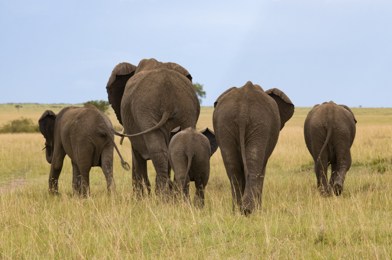 *auch schöne Rücken können entzücken* Foto & Bild | monatswettbewerbe ...