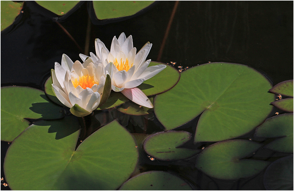 Auch Seerosen..... Foto & Bild | pflanzen, pilze & flechten, blüten ...