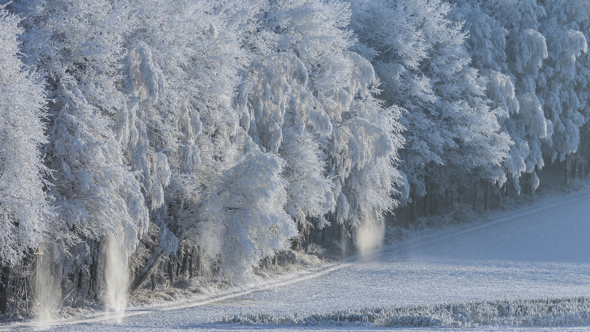 Auch wenn die Sonne scheint, kann es schneien... Foto & Bild | wald ...
