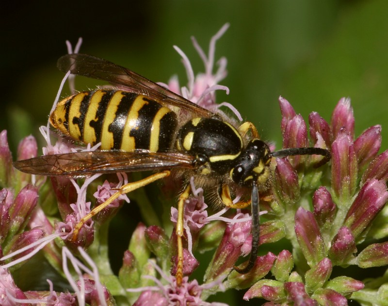 Auch Wespen naschen gern Foto & Bild | tiere, wildlife, insekten Bilder ...