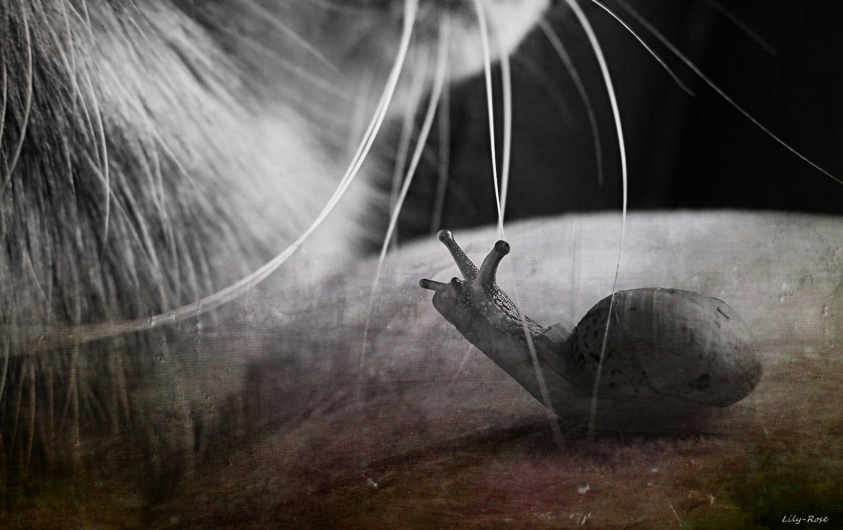 Audace Yeux ... photo et image | animaux, noir et blanc, emotions ...