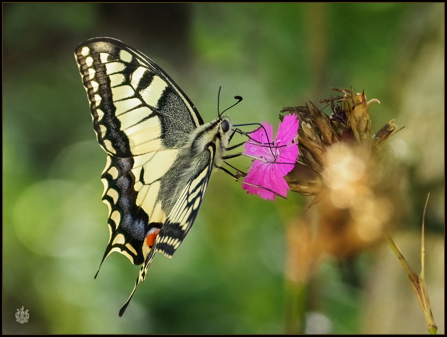 Audienz Nr. 5 Foto & Bild | tiere, wildlife, schmetterlinge Bilder auf ...