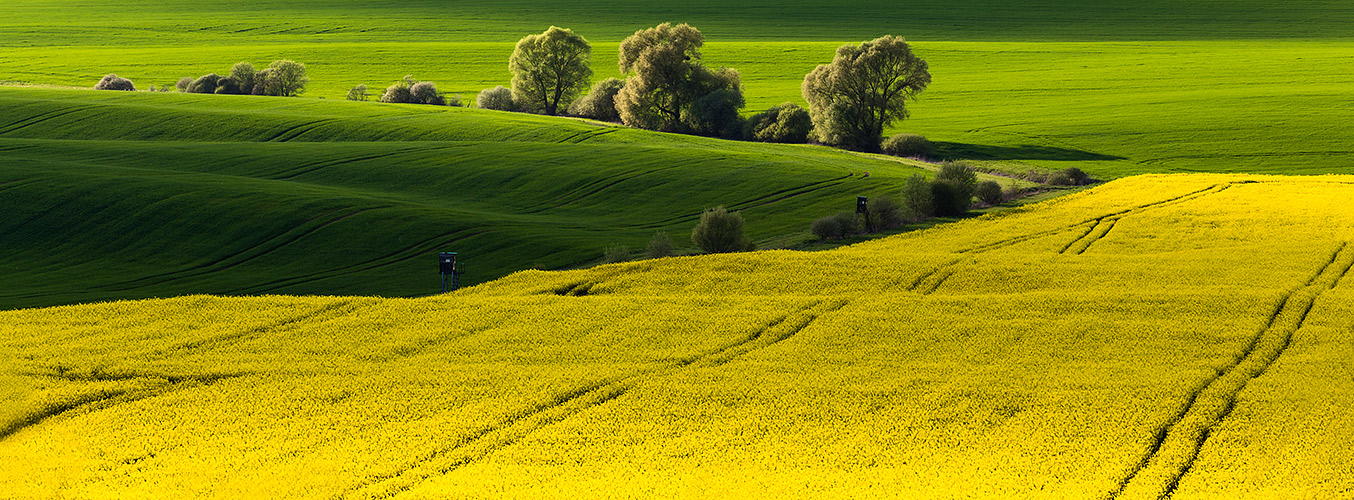 Auenland... Foto & Bild | landschaft, Äcker, felder & wiesen, raps ...