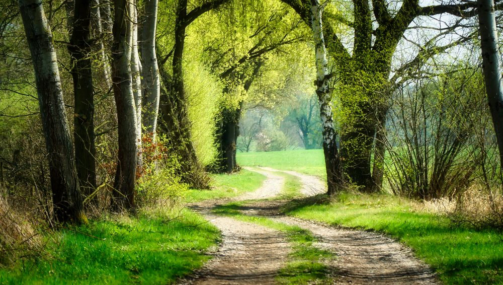 Auenland Foto & Bild | feldweg, aue, auen Bilder auf fotocommunity