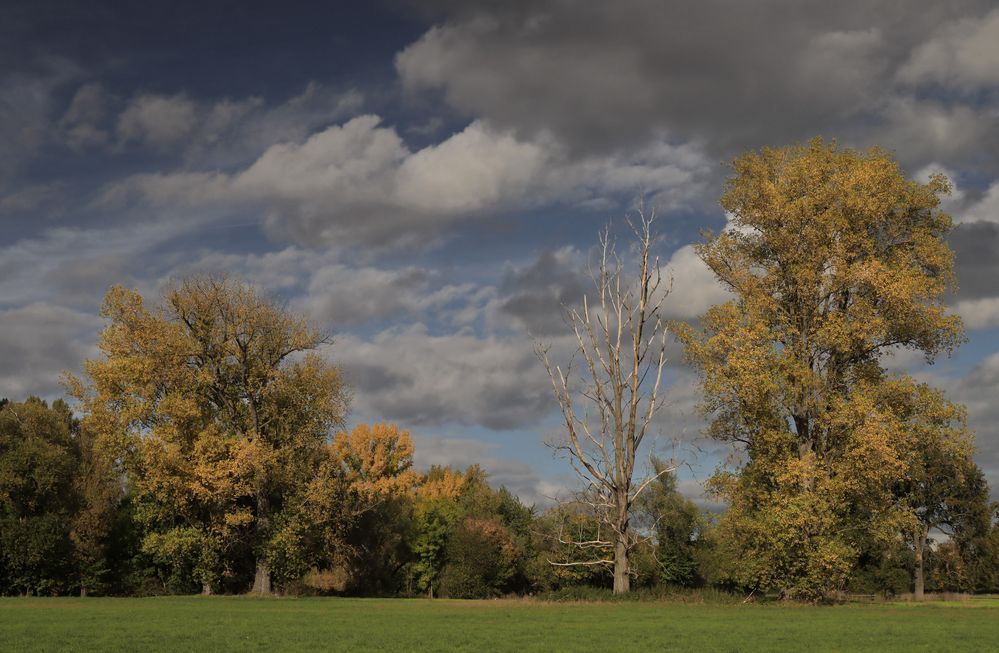 Auenlandschaft im Herbst (6) Foto & Bild | landschaft, jahreszeiten, herbst Bilder auf fotocommunity
