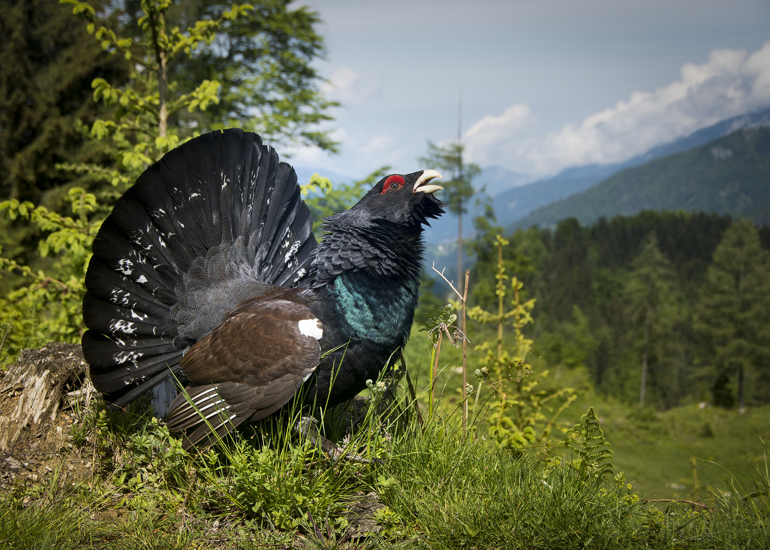 Auerhahn Foto & Bild | world, natur, landschaft Bilder auf fotocommunity