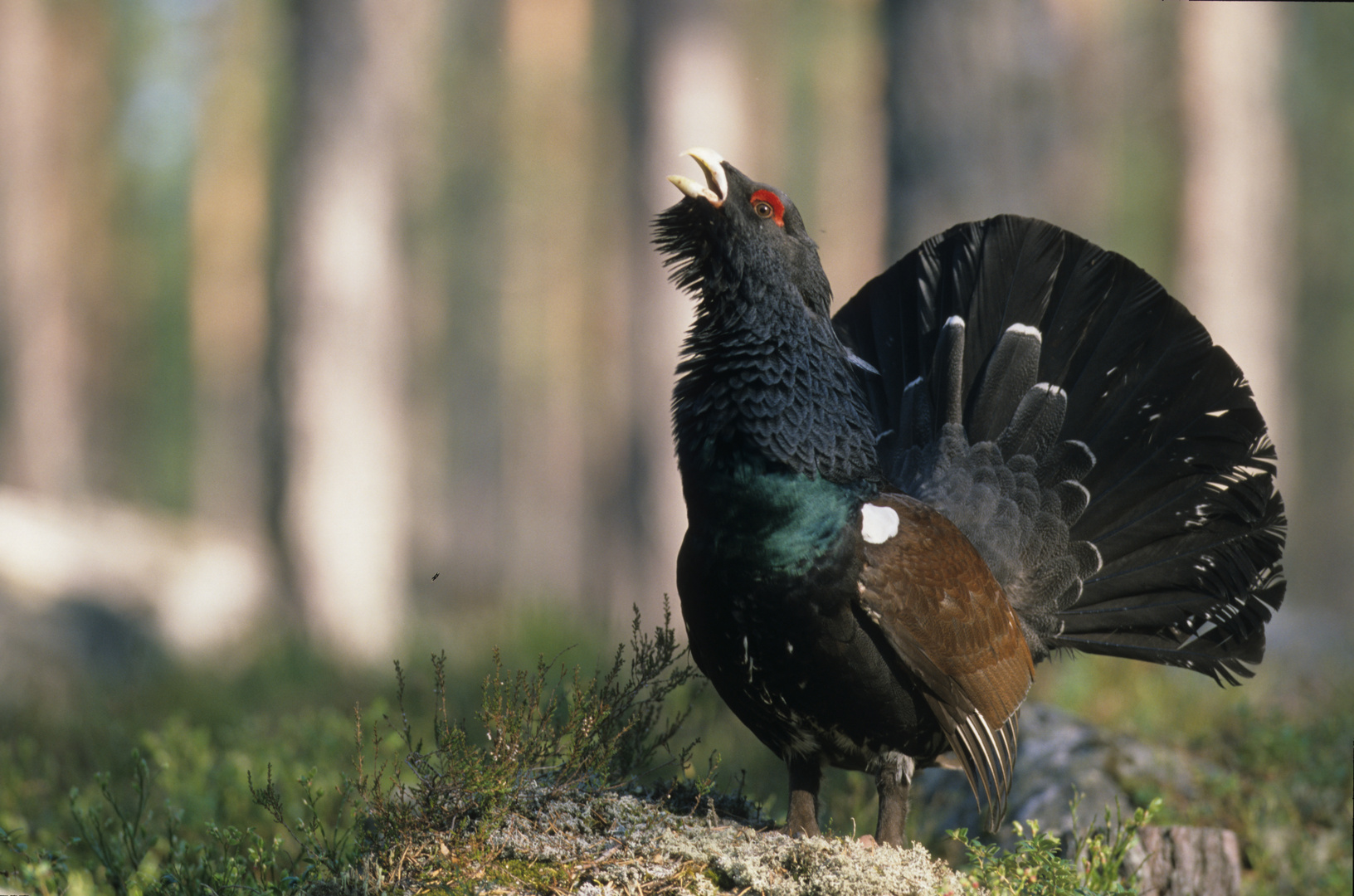 Auerhahn 2 Balz --- ( Tretrad urogallus ) Foto & Bild | natur, wildlife ...