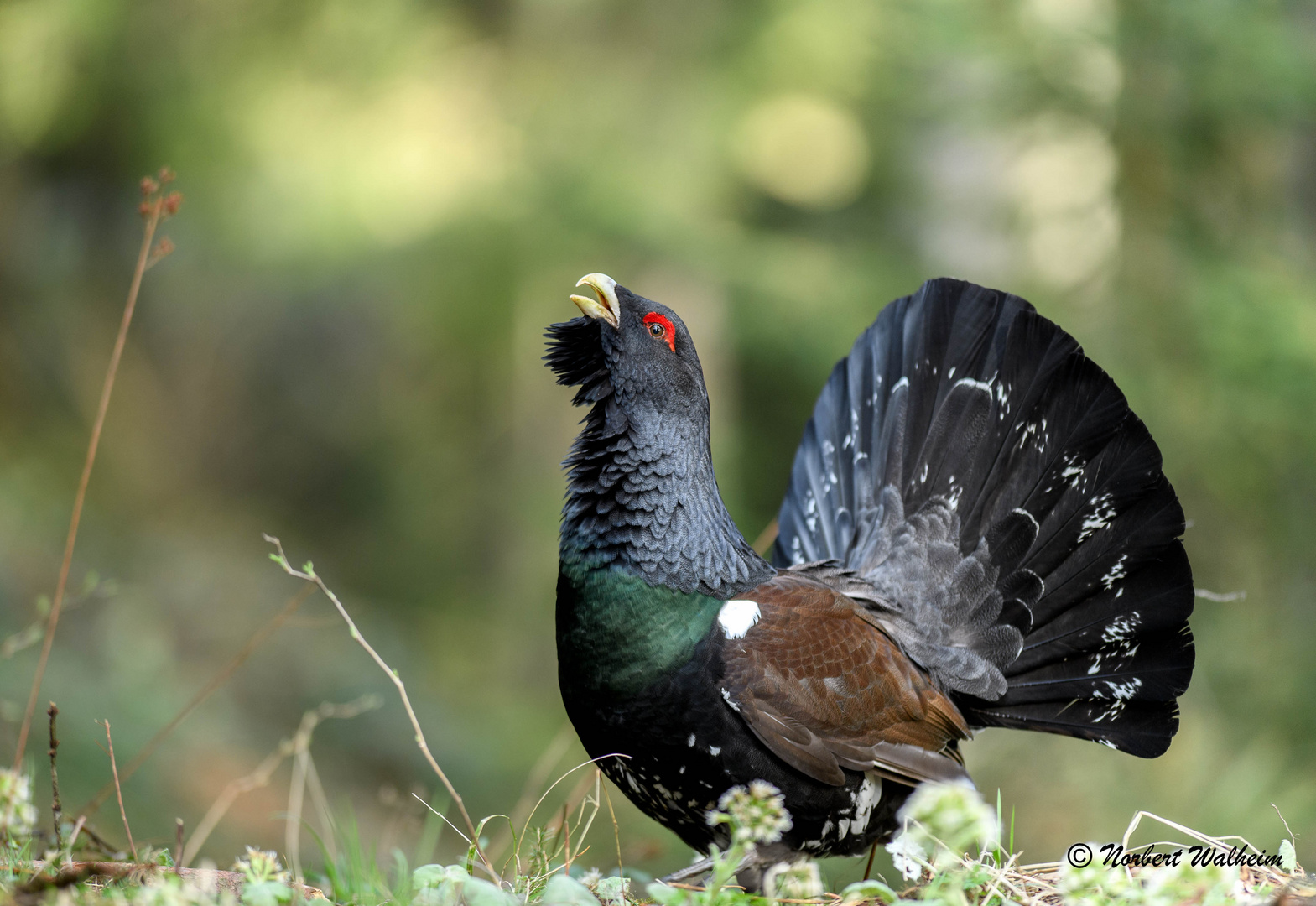 Auerhahn Foto & Bild | natur Bilder auf fotocommunity