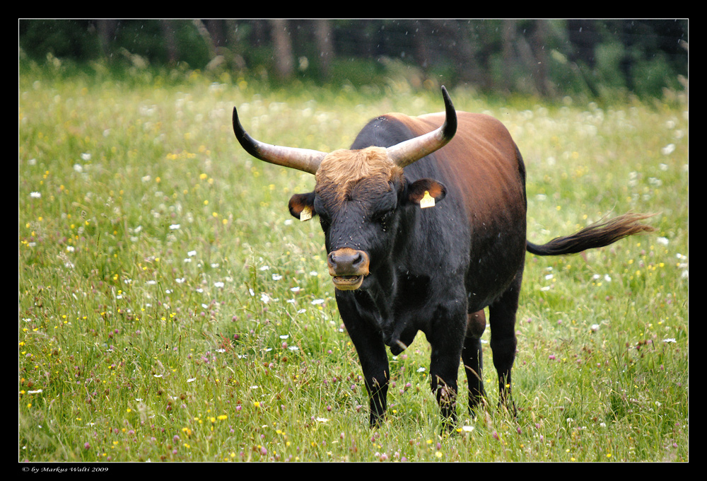 Auerochse-im-Regen Foto & Bild | tiere, zoo, wildpark & falknerei ...