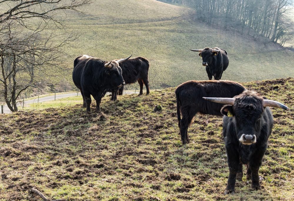 Auerochsen bzw. Heckrinder Foto & Bild | natur, landschaft, tiere ...