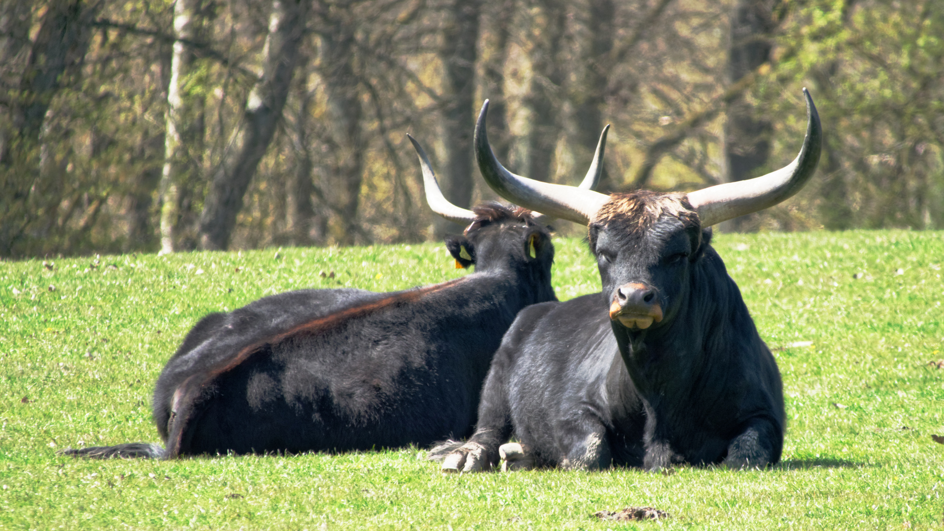 "Auerochsen" im Neandertal Foto & Bild | säugetiere, ur, rind Bilder ...