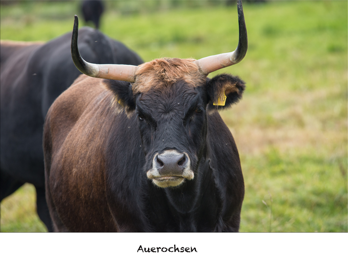 Auerochsen No.2 Foto & Bild | tiere, wildlife, wildlife: sonstige tiere ...